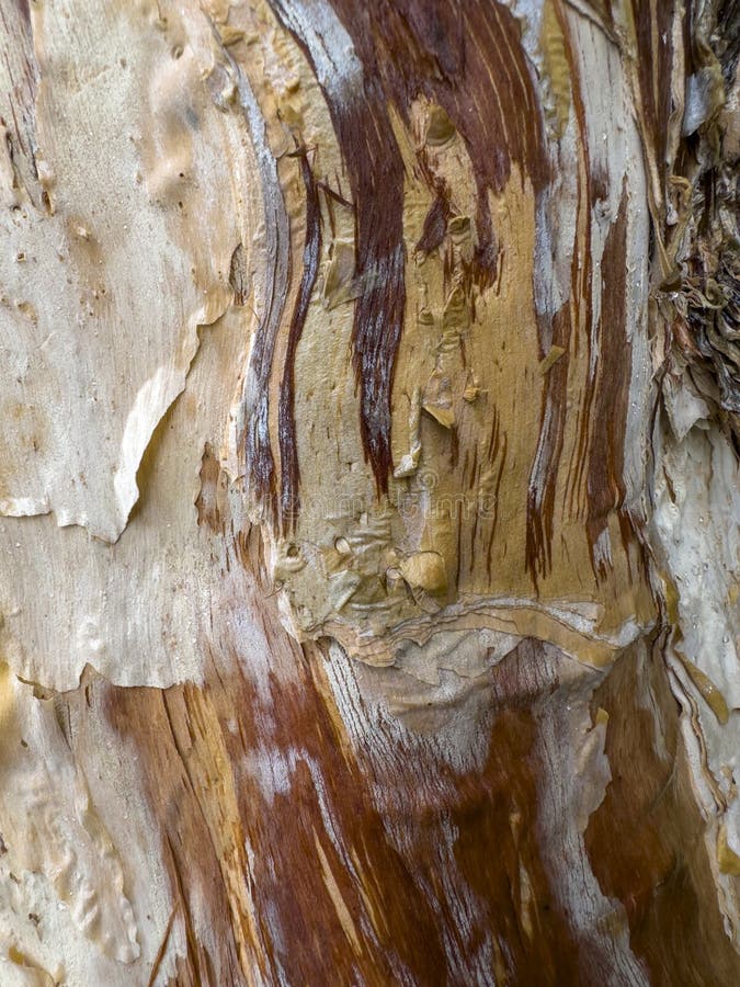 927 Paperbark Tree Stock Photos - Free & Royalty-Free Stock Photos from ...