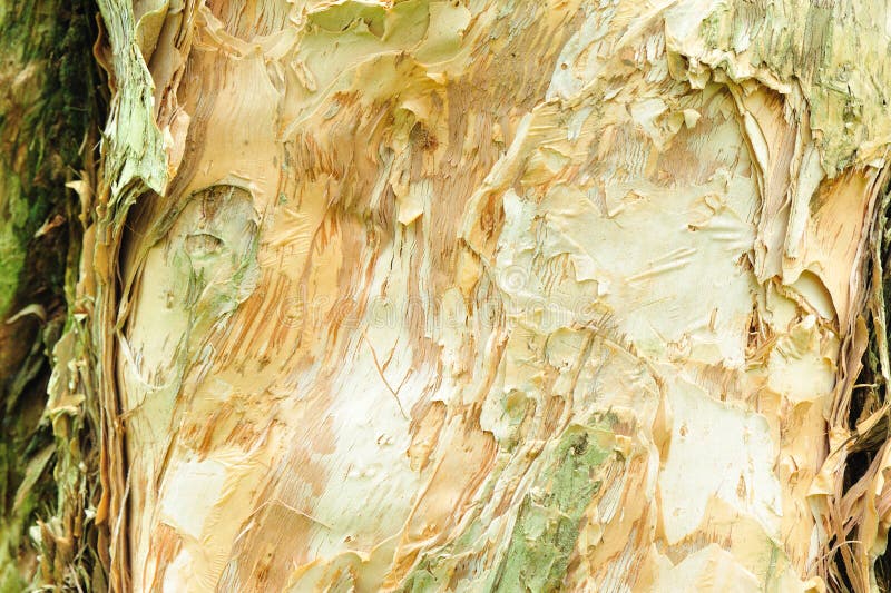 Paperbark tree stock image. Image of bark, jungle, peeling - 30390153