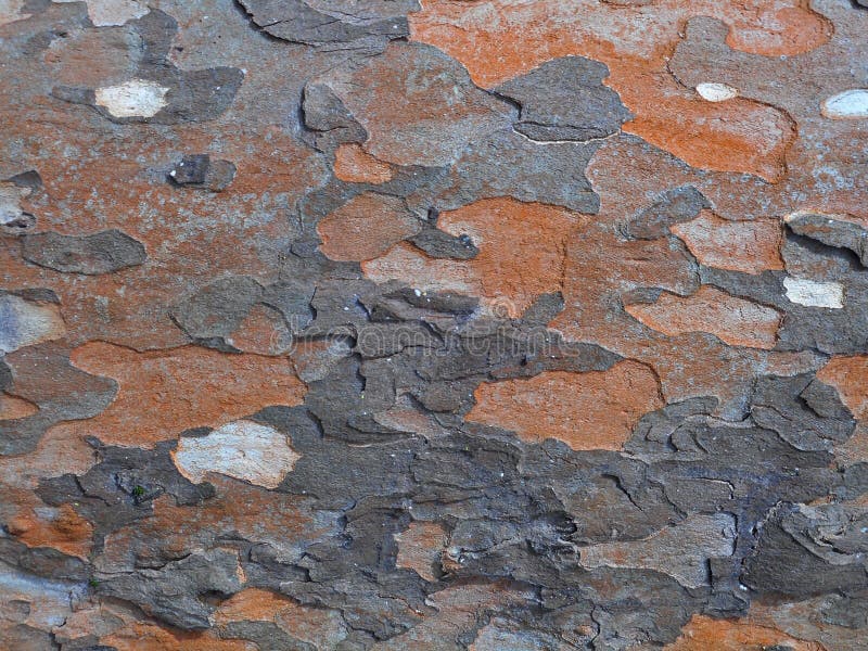 Paperbark Tree Trunk Showing Colorful Texture and Pattern Stock Image ...