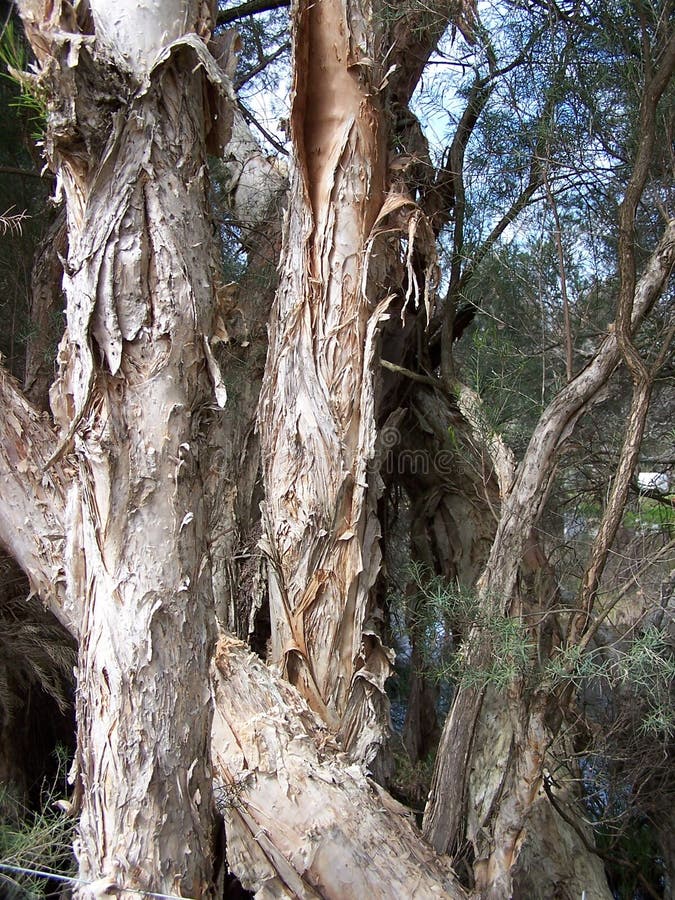 Paperbark Tree Swamp stock photo. Image of quinquenervia - 79955952
