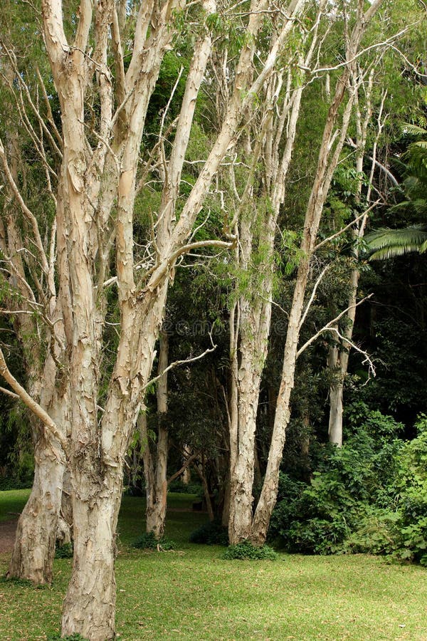 Paperbark Trees On Great Keppel Island Stock Image - Image of beautiful ...