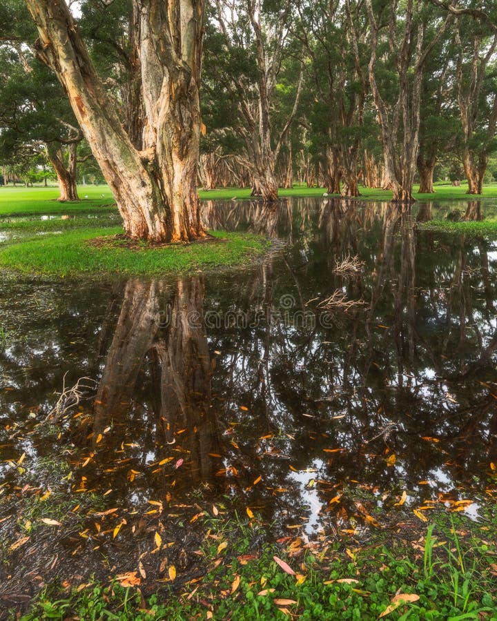Paperbark Trees in the Swampy Area Stock Image - Image of diffused ...
