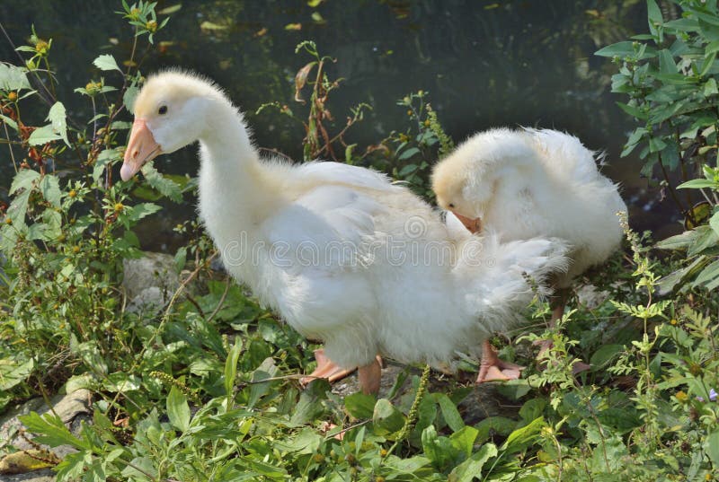 411 Due Papere Foto - Foto Stock Gratis e Royalty-Free da Dreamstime