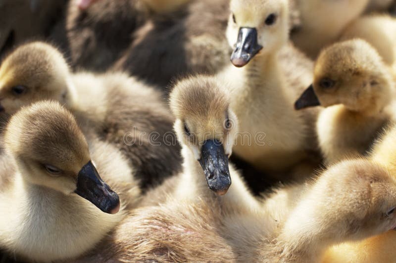 Papere fotografia stock. Immagine di colore, sopportato - 9171268