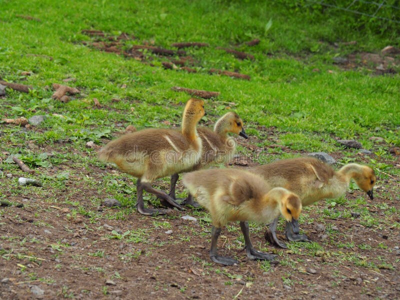 Papere Molto Piccole Sveglie Immagine Stock - Immagine di gruppo ...