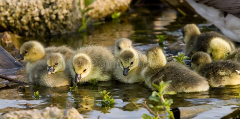 Papere in sole fotografia stock. Immagine di pulcini, gallinacei - 2331716
