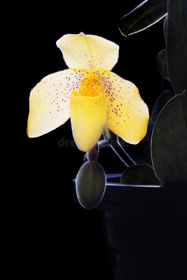 Paph Maudiae lady sl stock image. Image of close, lady - 25997909