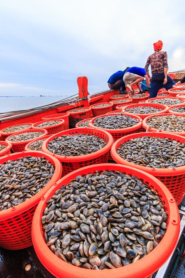 Paphia undulata 库存照片. 图片 包括有 露营, 海扇壳, 海洋, 食物, 可口, 膳食 - 53672660