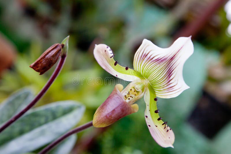 Octopus Orchid stock image. Image of extraordinary, backyard - 2164317