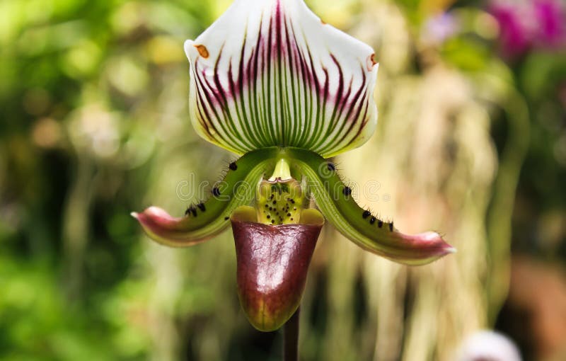 Paphiopedilum Appletonianum Gower Rolfe Stock Photo - Image of colorful ...