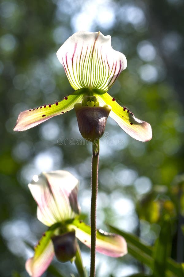 Paphiopedilum Appletonianum. Stock Image - Image of blossom, nature ...