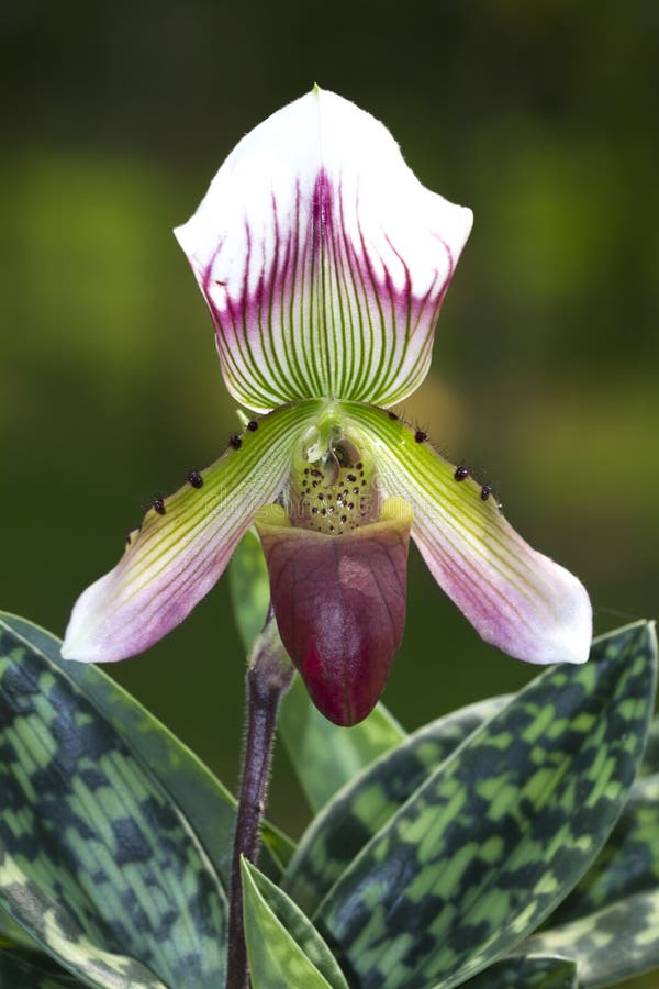 Paphiopedilum Appletonianum. Stock Photo - Image of fresh, blooming ...
