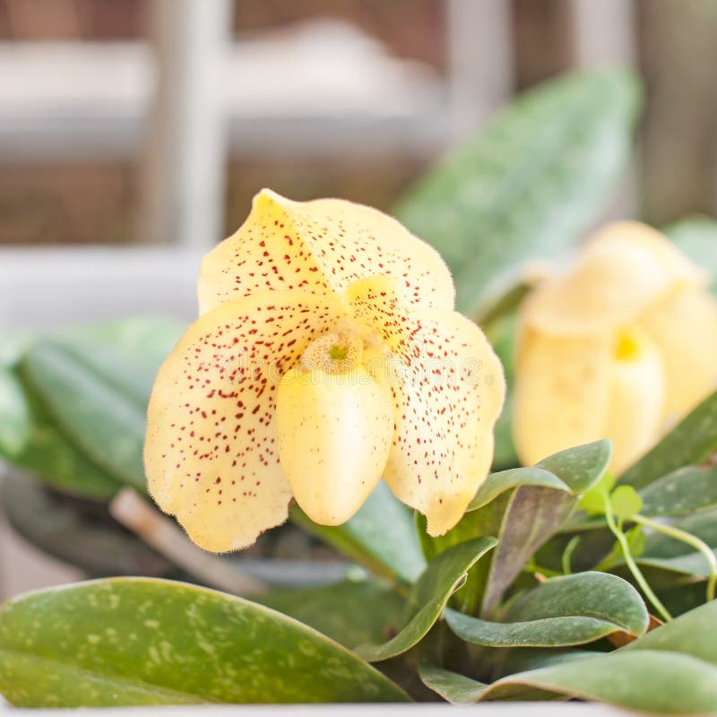 Paphiopedilum concolor stock photo. Image of botany, bloom - 36843188