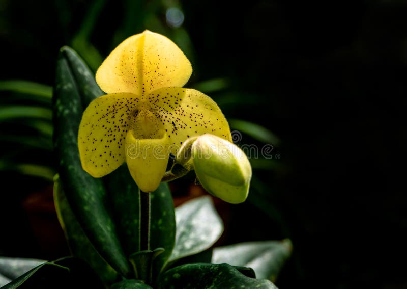 Paphiopedilum Concolor the Ground Orchid Stock Image - Image of flora ...