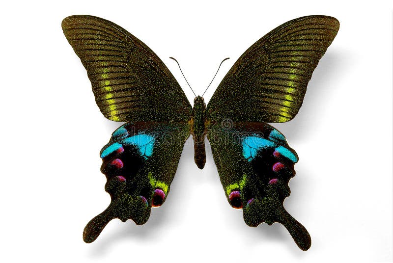 Papilio arcturus stock image. Image of colored, papilio - 18949109