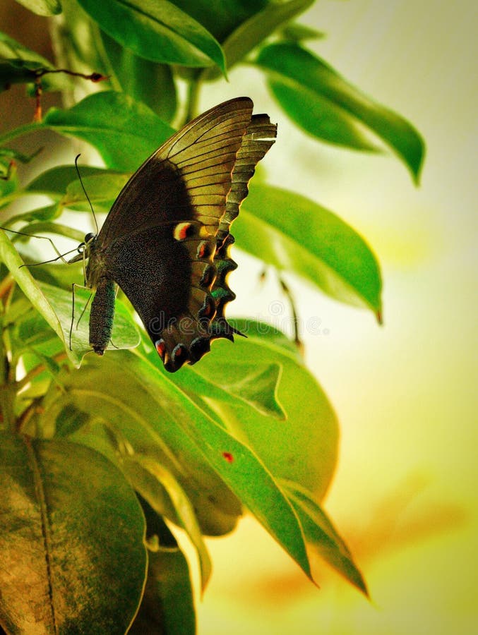 Papilio Buddha or the Malabar Banded Peacock from India in Bucharest ...