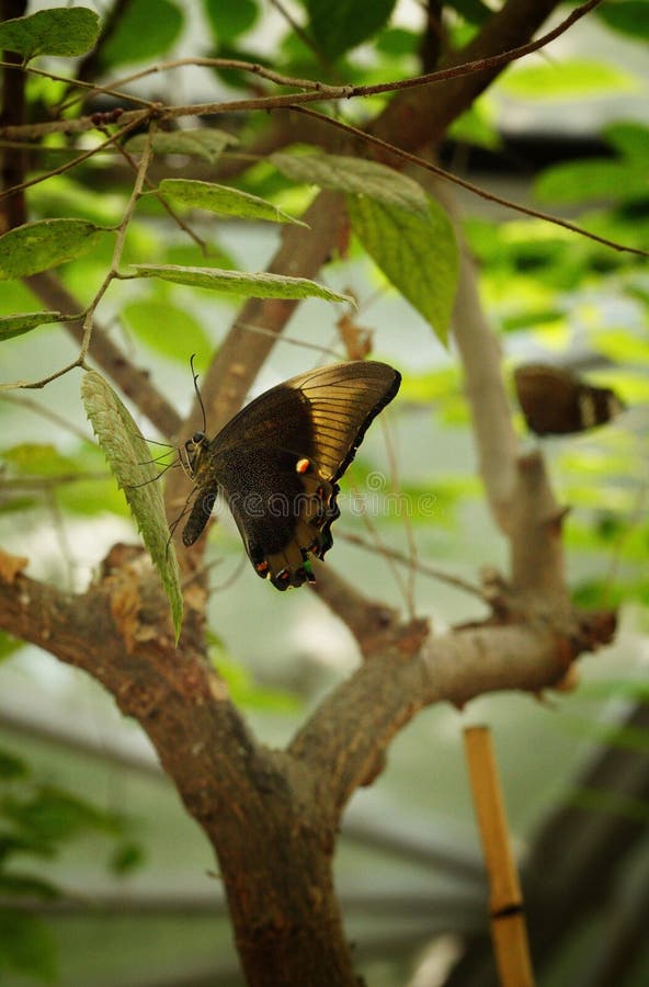 Papilio Buddha or the Malabar Banded Peacock from India in Bucharest ...
