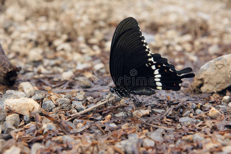 Papilio stock photo. Image of life, swallowtail, polytes - 34135832