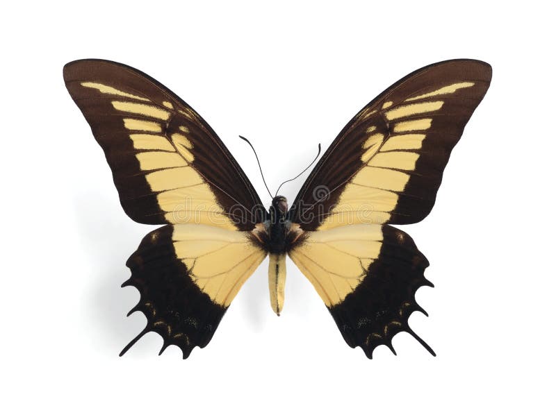 Heraclides Androgeus Stock Photos - Free & Royalty-Free Stock Photos ...