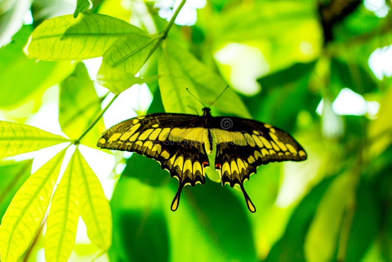 Emperor Swallowtail stock image. Image of invertebrates - 1118891