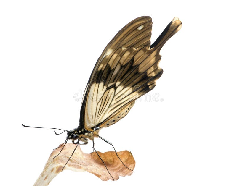 Papilio - Papilio dardanos stock image. Image of studio - 7273003