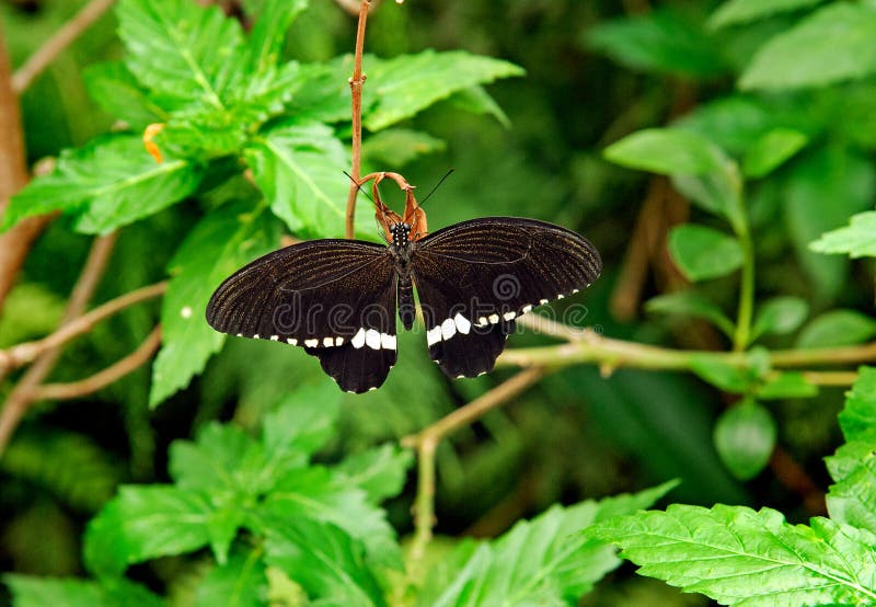 The Papilio Polytes Butterfly Stock Image - Image of wildlife, animals ...