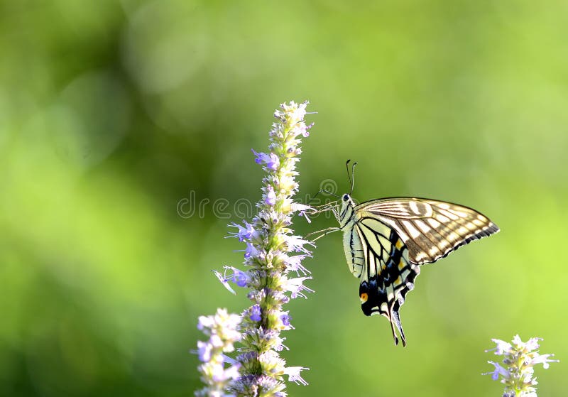 Papilio xuthus linnaeus stock image. Image of food, material - 26213871
