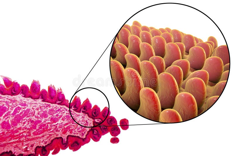 Papilles Stock Illustrations, Vecteurs, & Clipart – (109 Stock ...