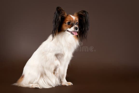 219 Papillion Jumping Stock Photos - Free & Royalty-Free Stock Photos ...