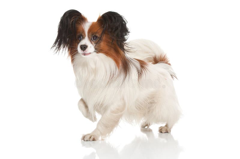 Papillion stock image. Image of mammal, cute, adorable - 26623613