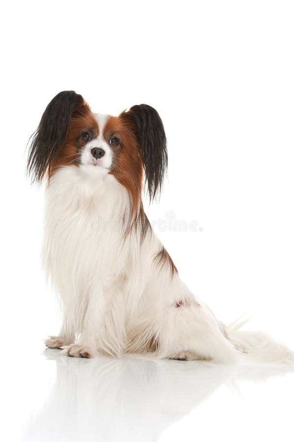 Papillion dog stock photo. Image of faithful, pedigree - 22358602