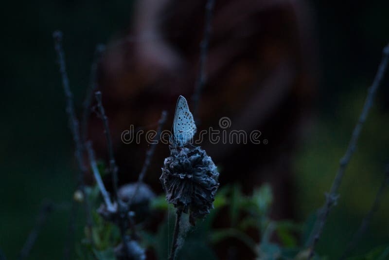 Papillon stock photo. Image of dusk, papillon, nature - 82885954