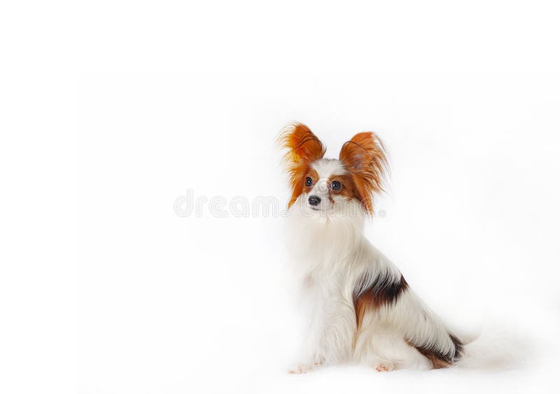 Papillon, Also Known As the Continental Toy Spaniel. Isolated on a ...