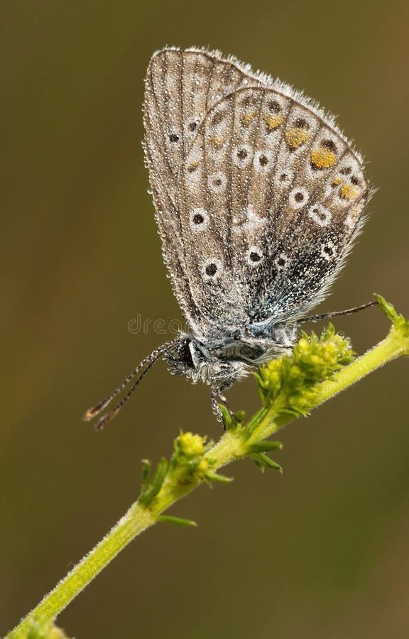Papillon Avec Les Waterdrops Minuscules Image stock - Image du bleu ...