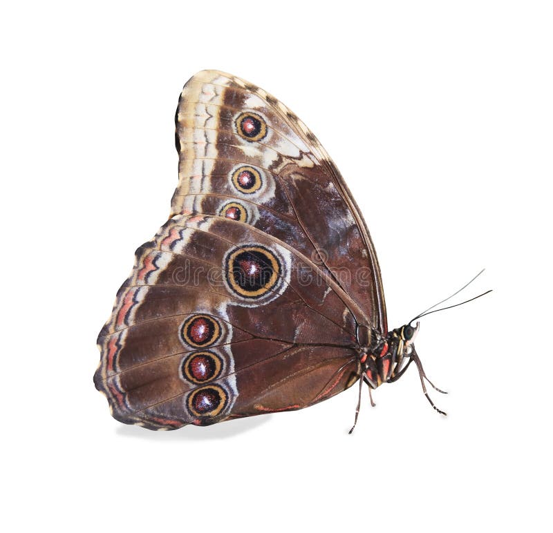 Papillon Beige Et Rouge D'isolement Sur Le Blanc Image stock - Image du ...