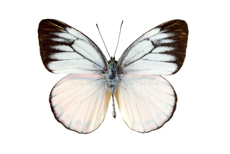 Papillon blanc image stock. Image du coloré, papillons - 55026435