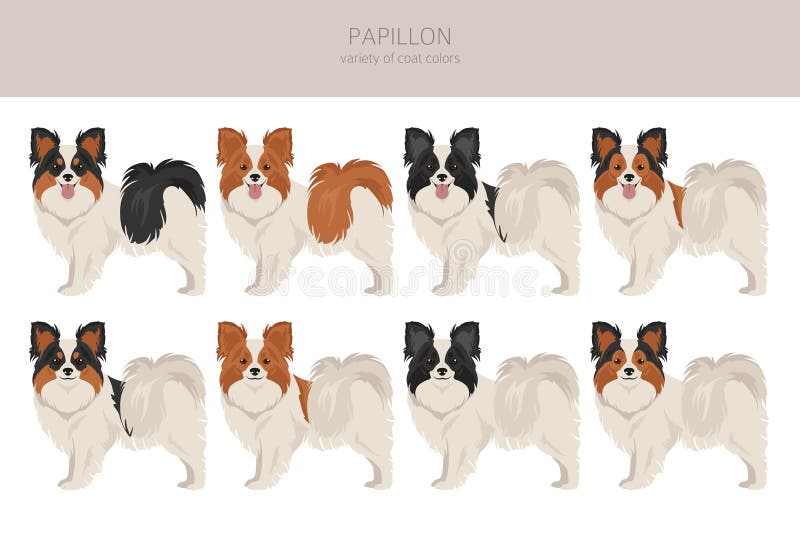 Papillon Clipart. Different Poses, Coat Colors Set Stock Vector ...