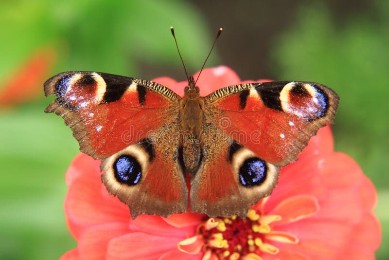 Le Papillon D'empereur (iris D'Apatura), Papillon Eurasien De La ...