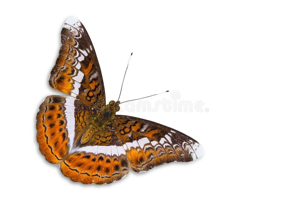 Papillon de chevalier photo stock. Image du abdomen, animal - 32748246