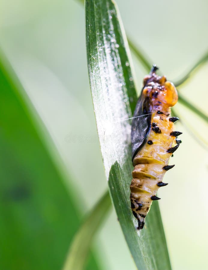 Papillon De Cocon Sur Le Bois Avec La Feuille Photo stock - Image du ...