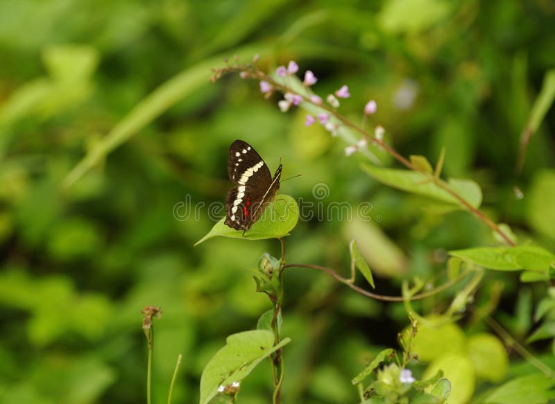Papillon, Costa Rica photo stock. Image du pluie, insecte - 77355392