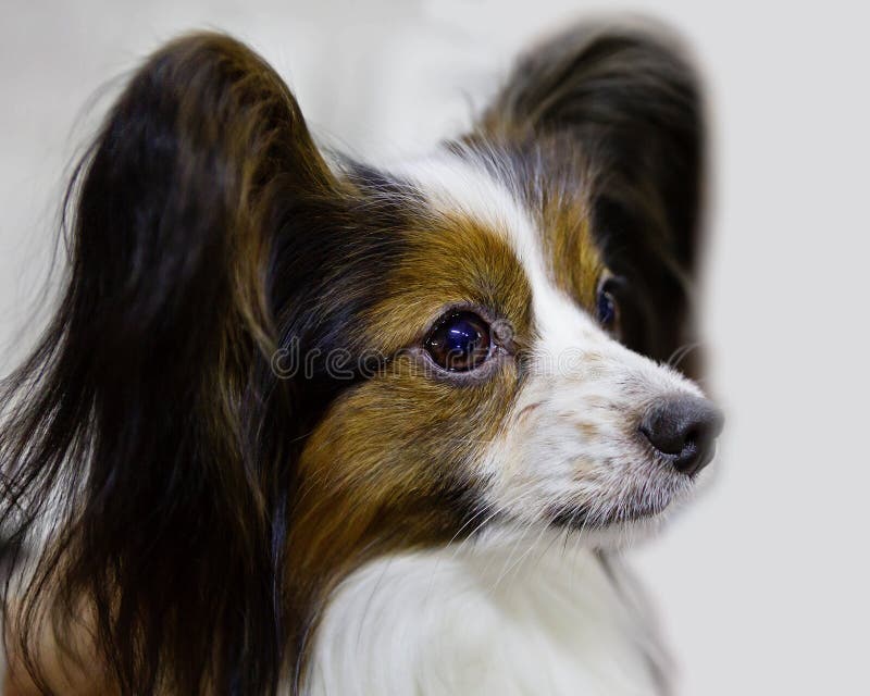 Papillon De La Raza Del Perro Imagen de archivo - Imagen de animal ...