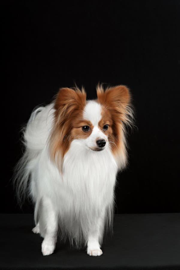 Papillon De La Raza Del Perro Foto de archivo - Imagen de mascota ...