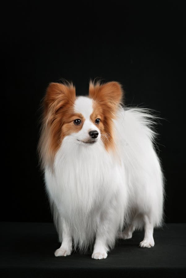 Papillon De La Raza Del Perro Imagen de archivo - Imagen de casta ...