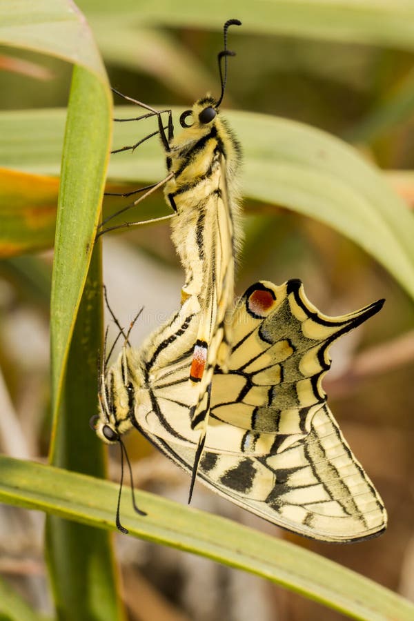 Papillon De Machaon (machaon De Papilio) Photo stock - Image du ...