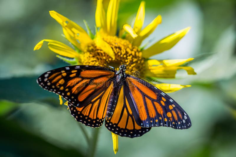 Pollination De Papillon De Monarque Image stock - Image du jaune ...