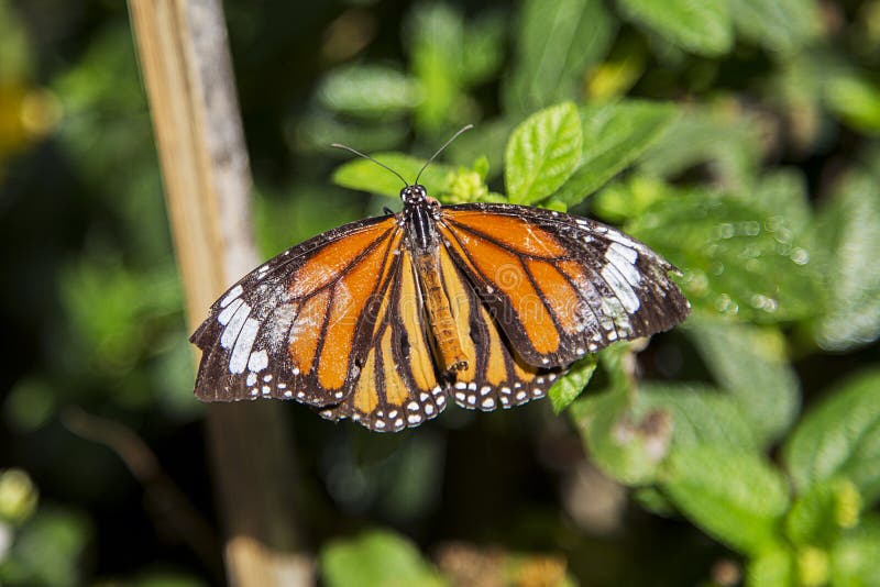 Papillon de monarque photo stock. Image of botanique - 70026838