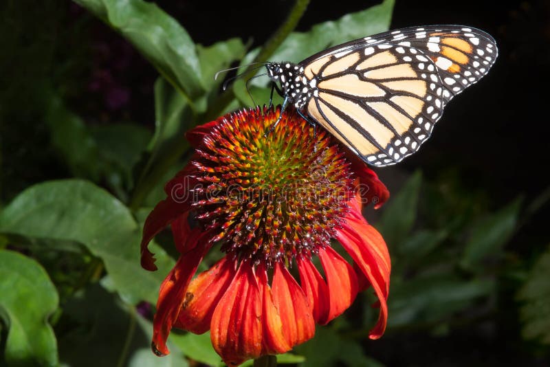 Papillon de monarque photo stock. Image du environnement - 45757818
