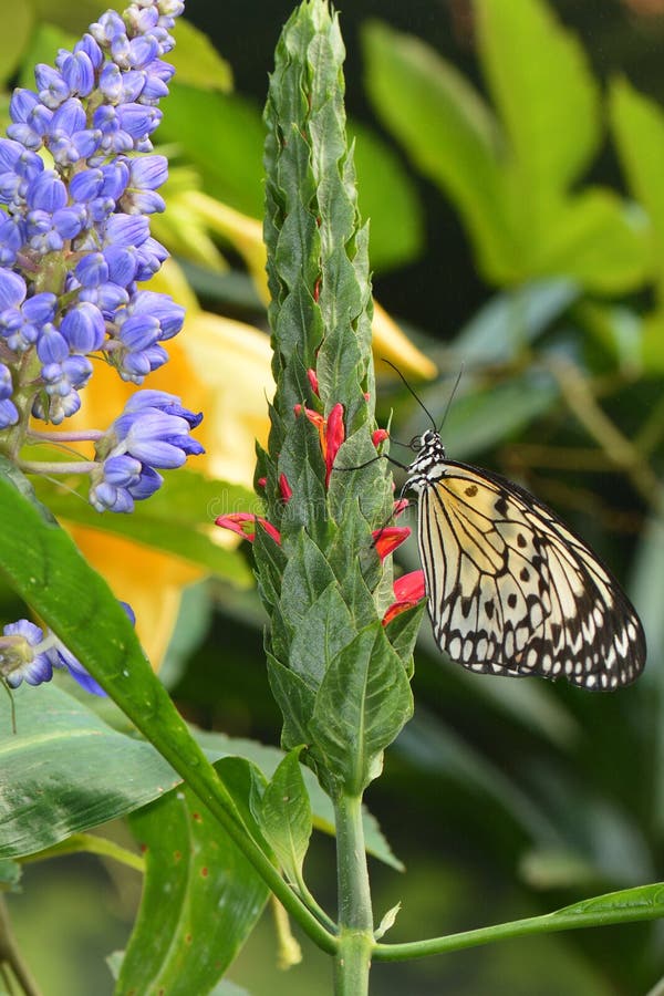 Papillons De Nymphe D'arbre Au Buffet De Papillon Image stock - Image ...