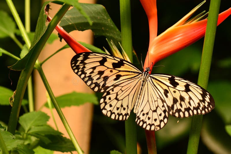 Papillons De Nymphe D'arbre Au Buffet De Papillon Image stock - Image ...